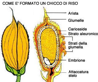 Cereali e Cariosside at emaze Presentation