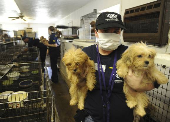 Animal Breeder at emaze Presentation