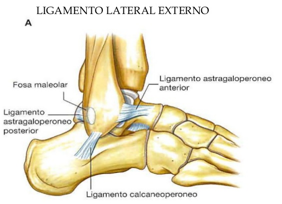 Artrologia Tobillo y pie on emaze