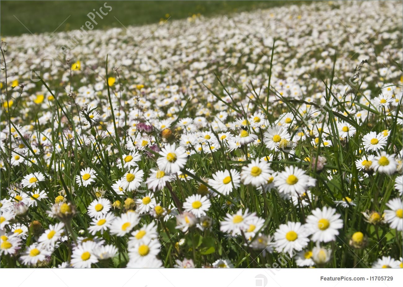 The Secret Hum of a Daisy at emaze Presentation
