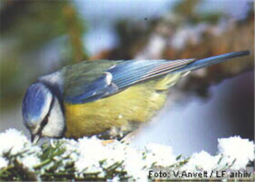 Under the Sea at emaze Presentation