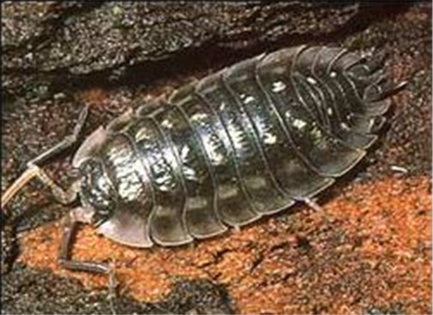 Under the Sea at emaze Presentation