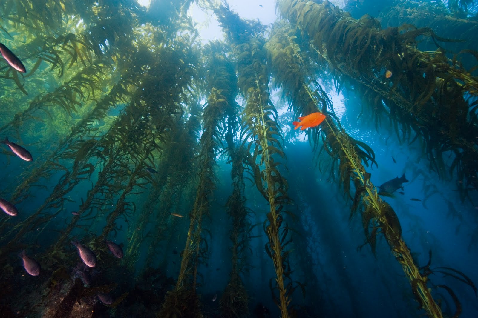 Kelp forest biology project at emaze Presentation