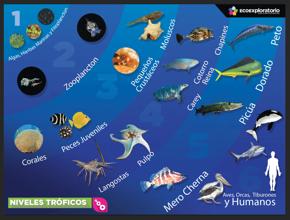 ANIMALES ACUÁTICOS at emaze Presentation