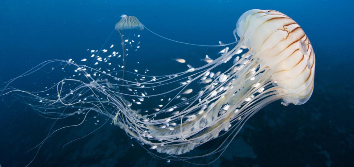 ANIMALES ACUÁTICOS on emaze