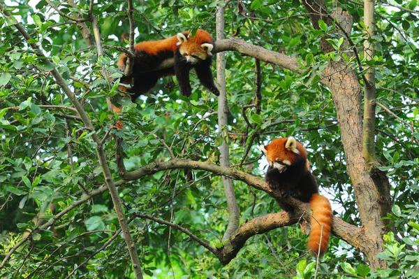 The Red Panda on emaze