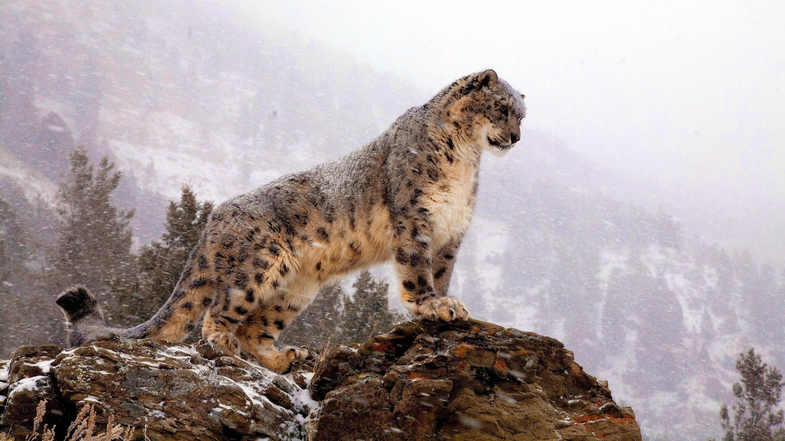 The snow leopard: An Endangered Species at emaze Presentation