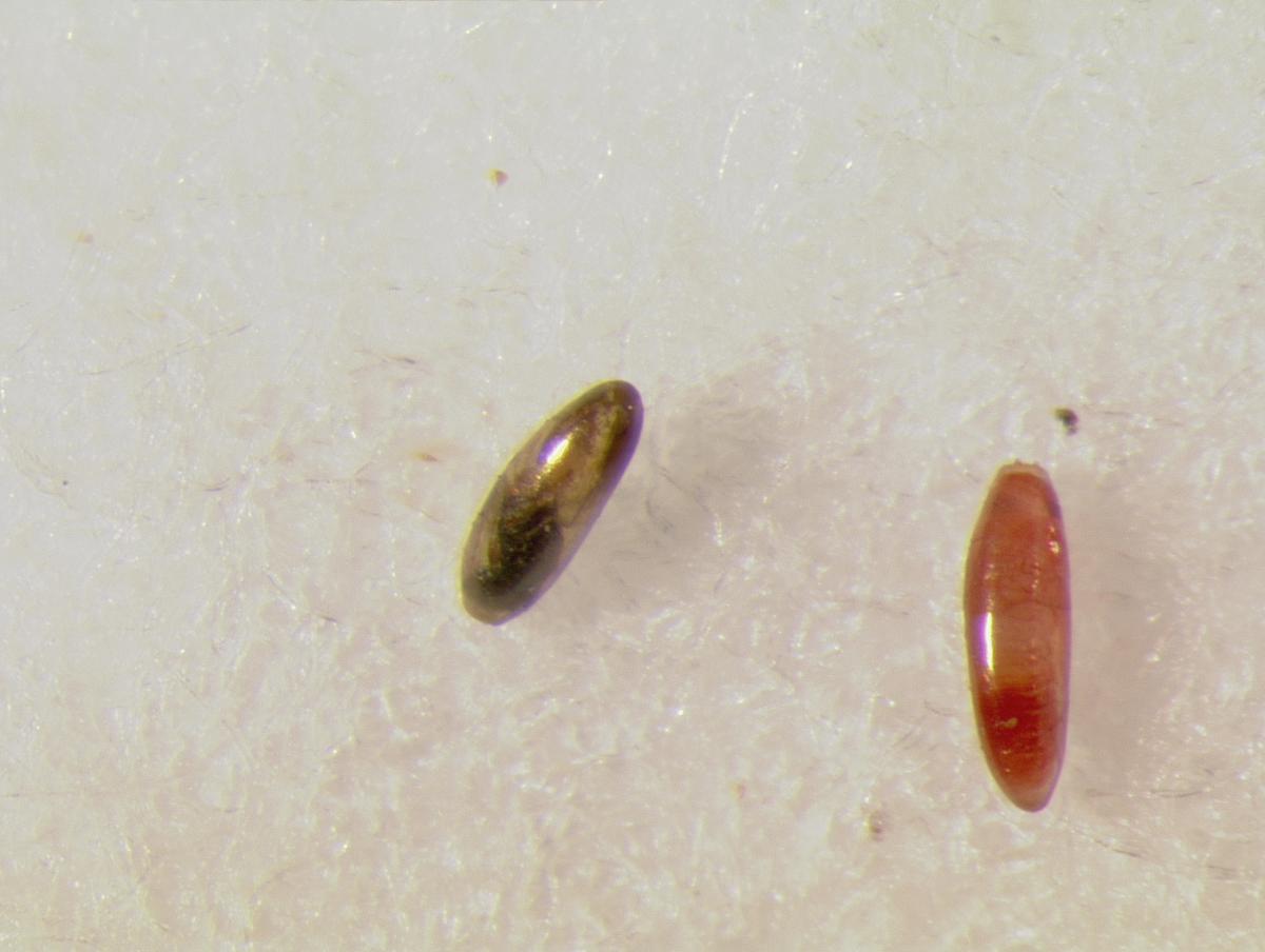 Insect Metamorphosis on emaze