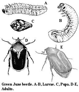 Insect Metamorphosis on emaze