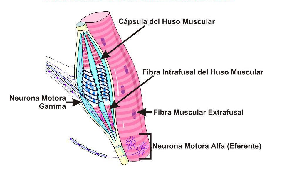 HUSO MUSCULAR on emaze