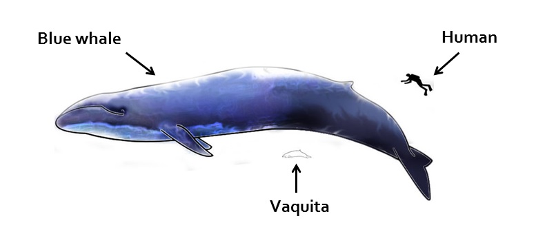 Vaquita on emaze