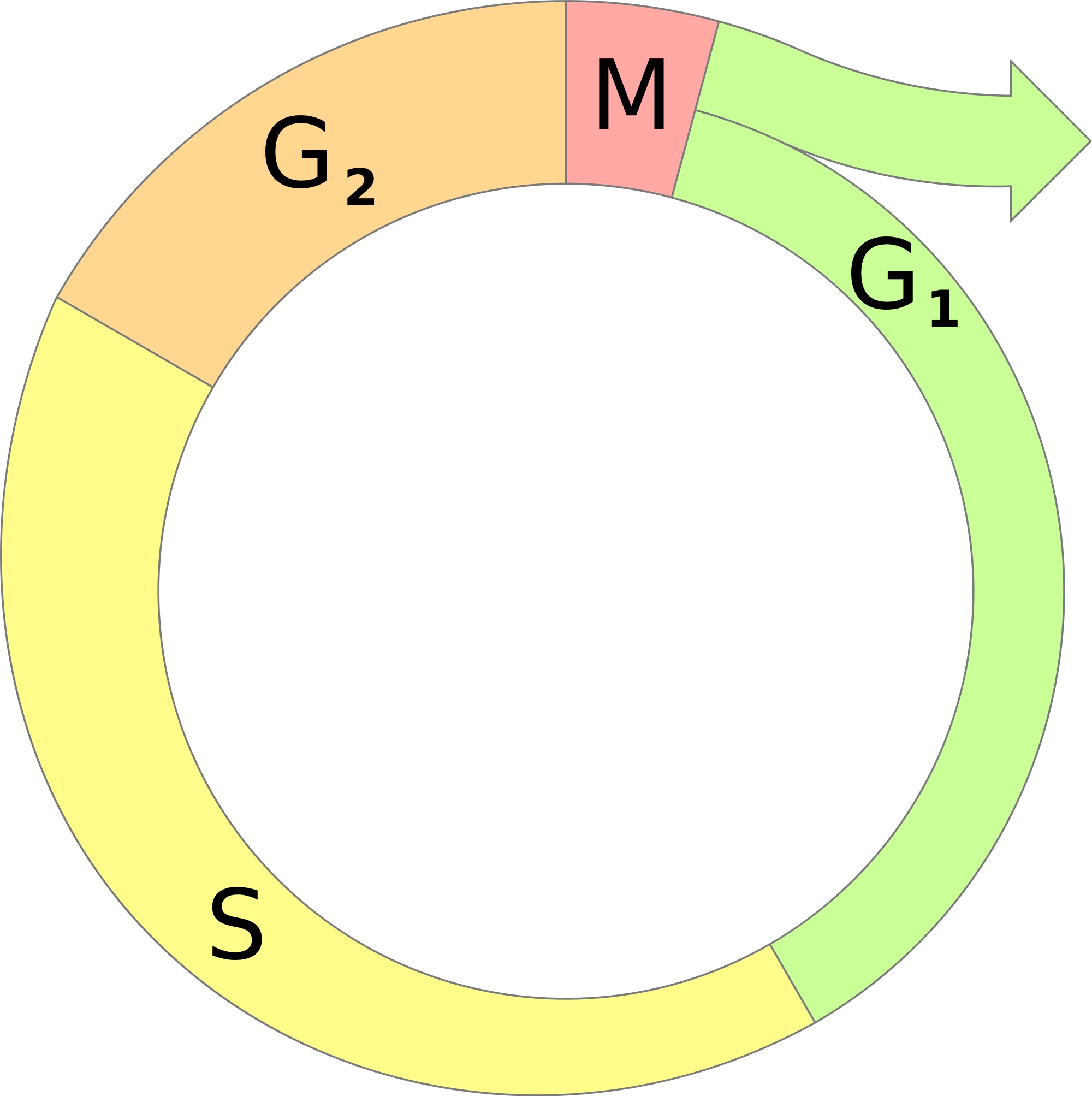 Mitosis on emaze