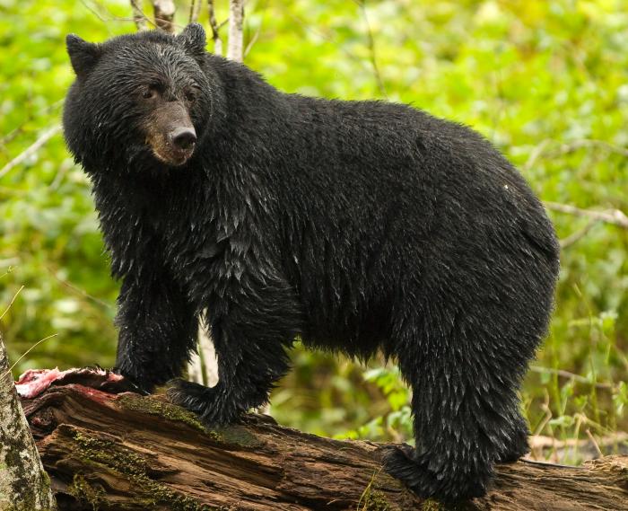 Georgia Habitats by Mehek S. on emaze