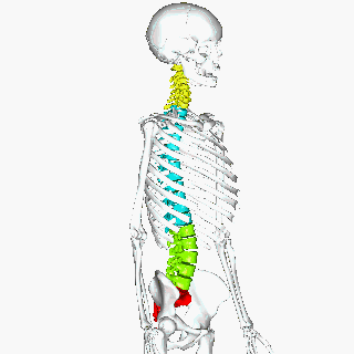 COLUMNA VERTEBRAL – Perla De León Bahena