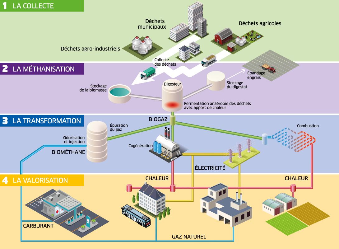 Les Différents Types De Biocarburants - La Biomasse Une Étude - Champ