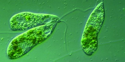 Protista Kingdom copy1 at emaze Presentation