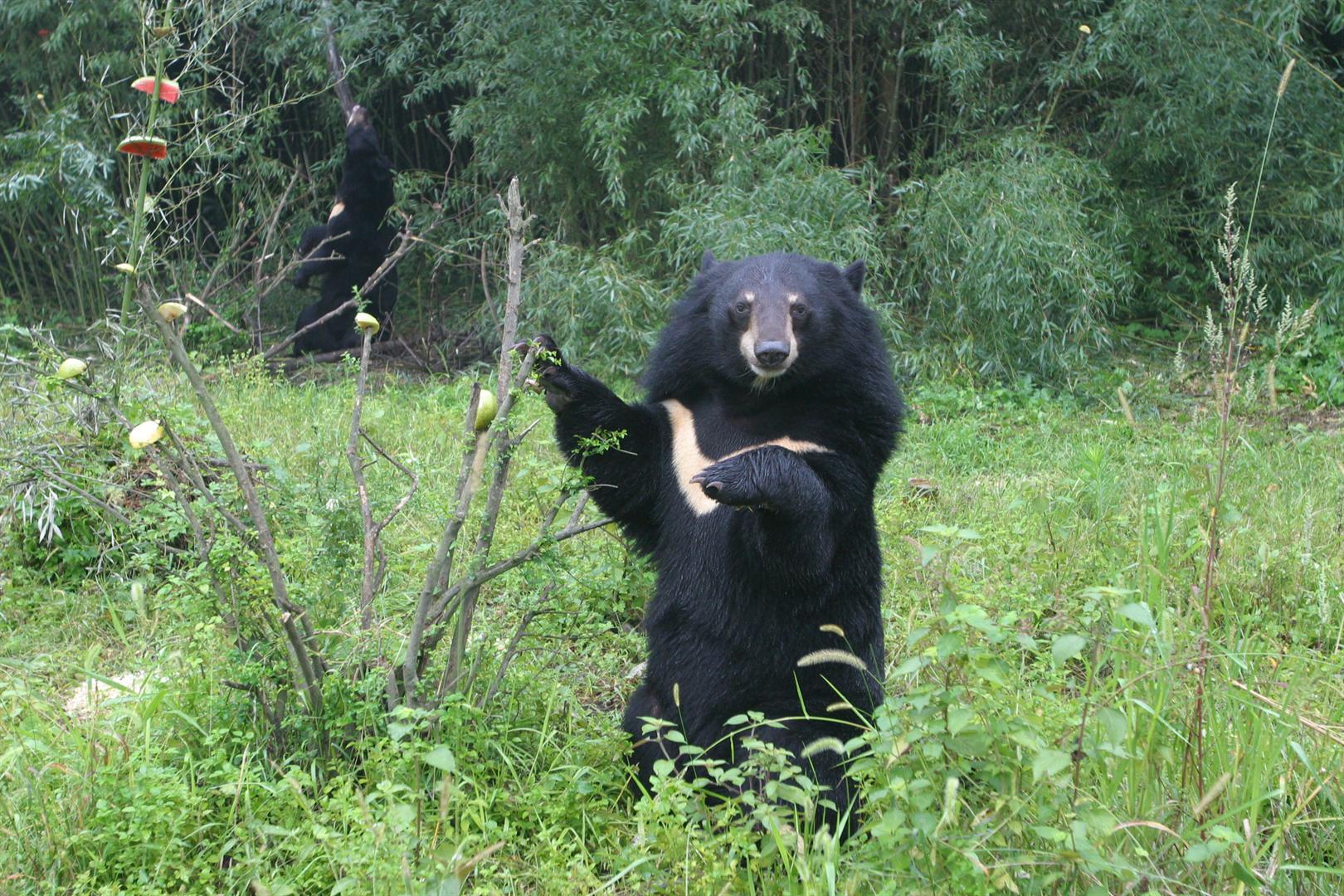 Moon Bears at emaze Presentation