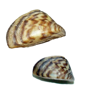 zebra mussels on emaze