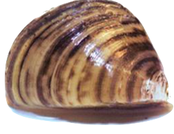 zebra mussels at emaze Presentation