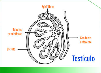 Fisiología y anatomía. at emaze Presentation
