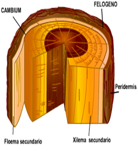 biologia on emaze