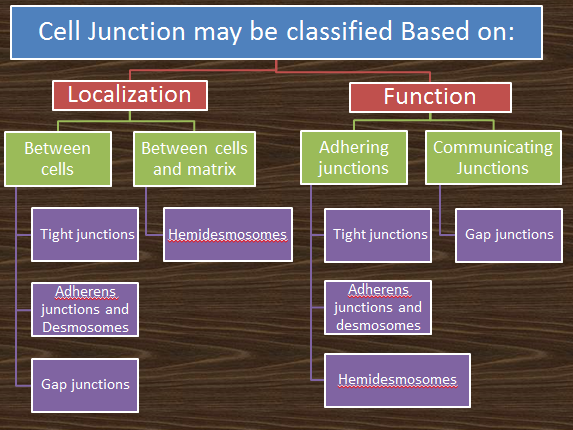 Cell Junction at emaze Presentation