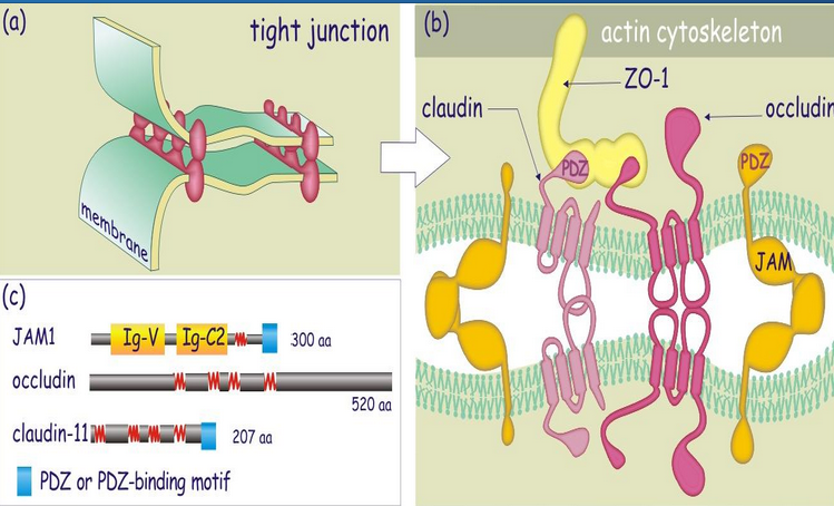 Cell Junction at emaze Presentation