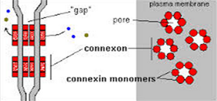 Cell Junction at emaze Presentation