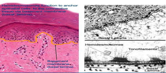 Cell Junction on emaze