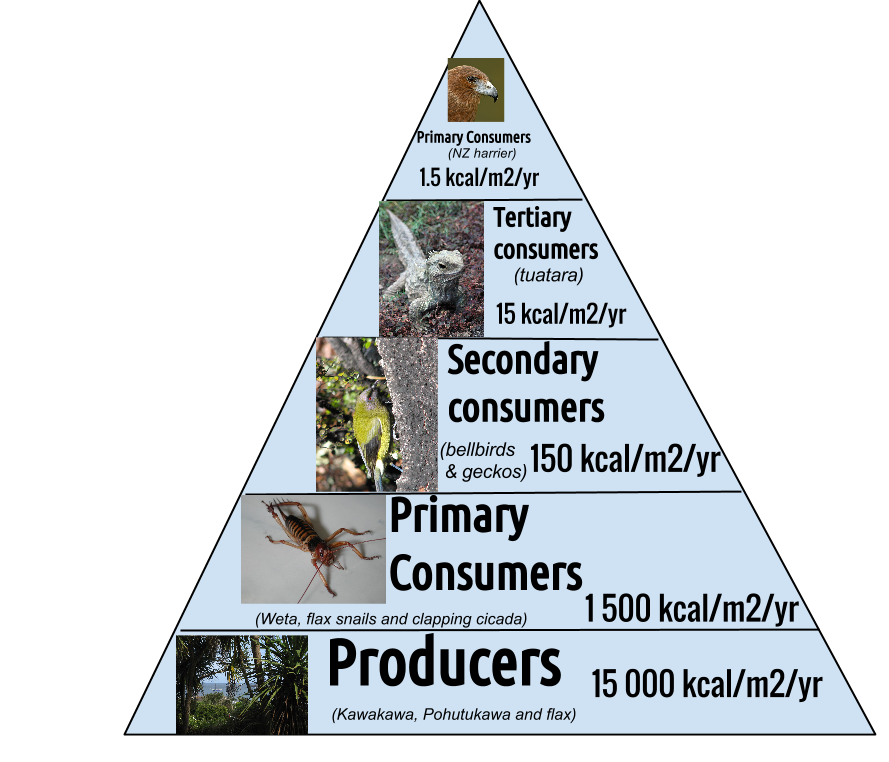 Biomass Pyramid Desert