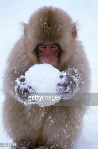 Japanese Macaque at emaze Presentation
