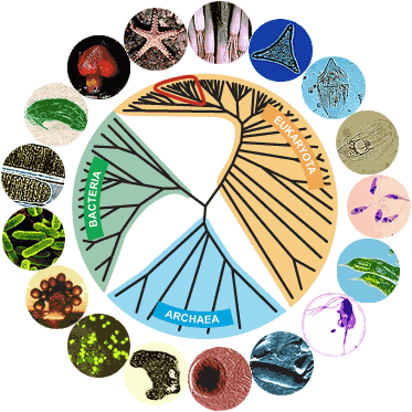 TREE OF LIFE at emaze Presentation