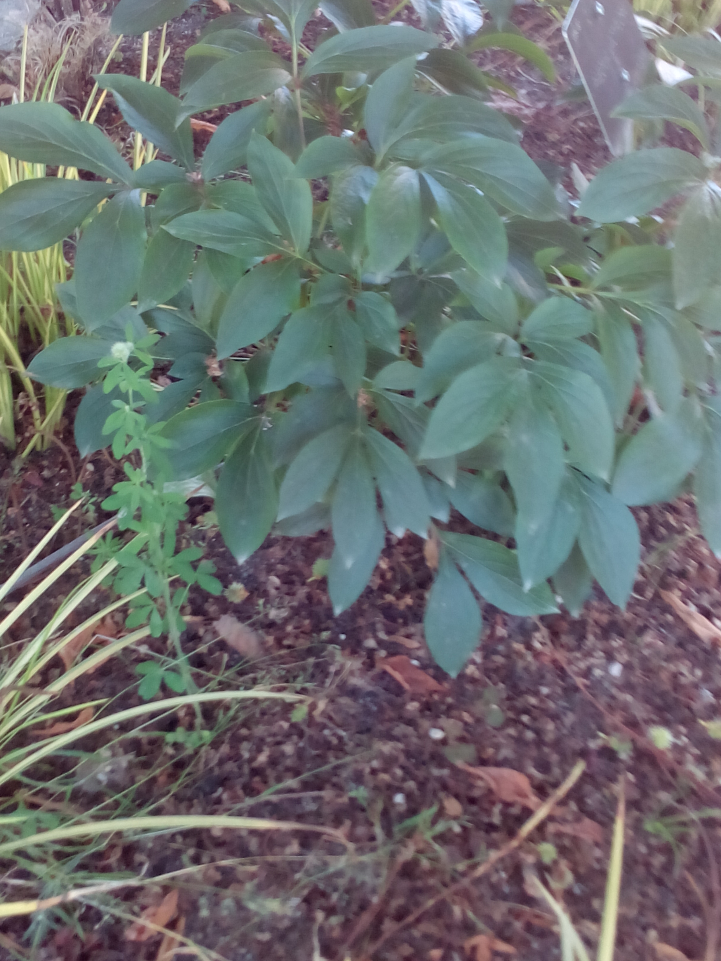 Las plantas de mi jardín. on emaze