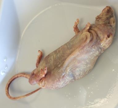 Mouse Decomposition Lab at emaze Presentation