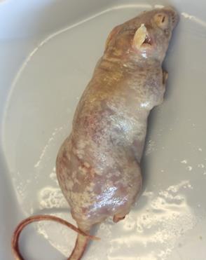 Mouse Decomposition Lab at emaze Presentation