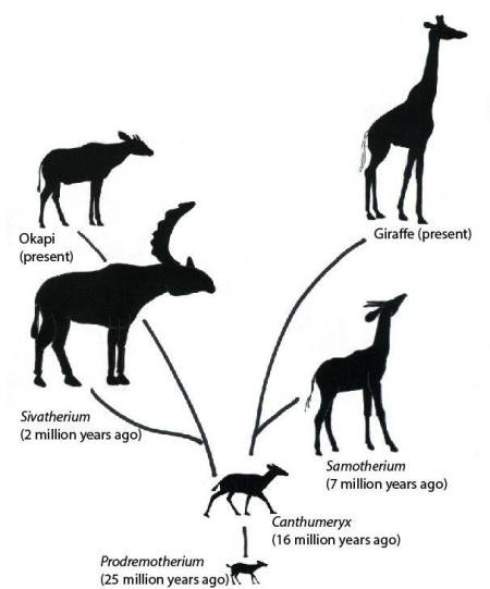 Okapi at emaze Presentation