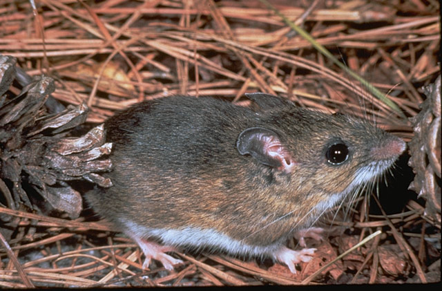 Key Largo cotton mouse - Alchetron, The Free Social Encyclopedia