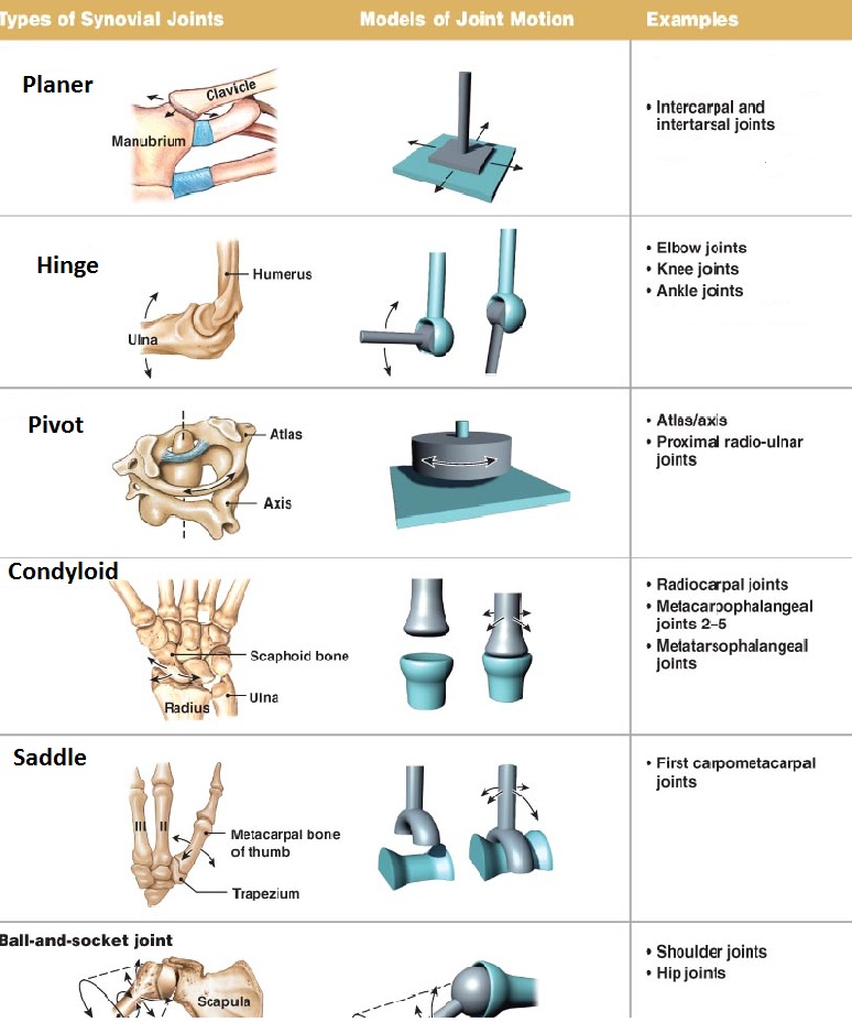 The Range Of Motion In Synovial Joints Pivot Ball And Socket