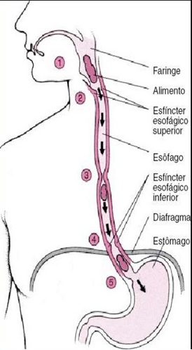 SISTEMA DIGESTIVO on emaze