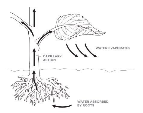 Properties of water at emaze Presentation