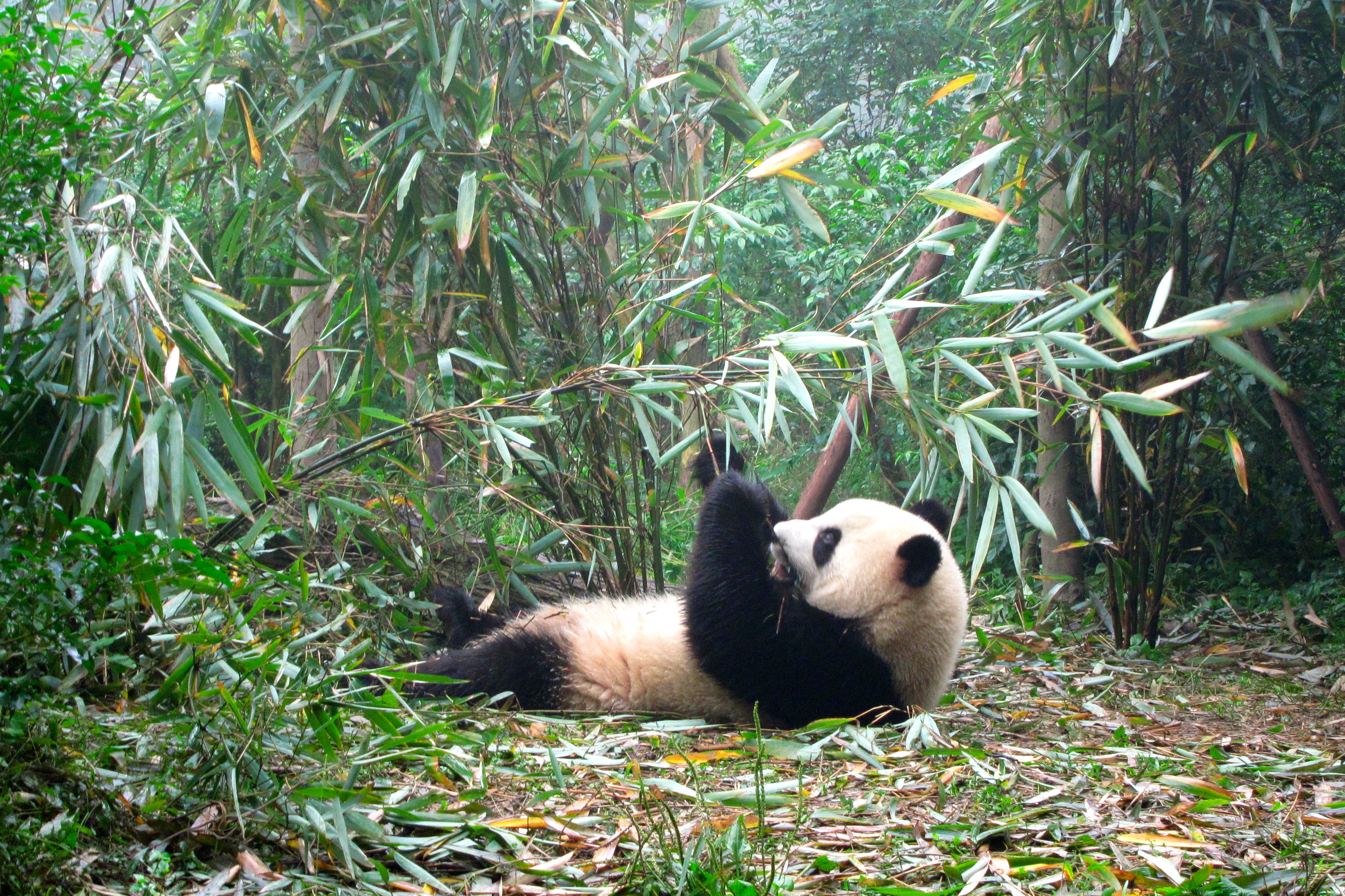 Giant Panda On Emaze