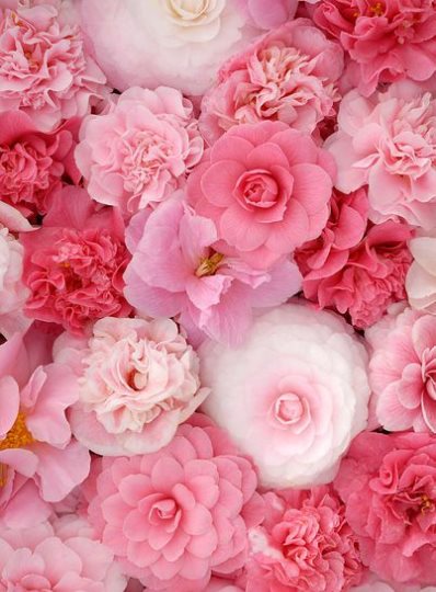 Psicología del Color Rosa on emaze