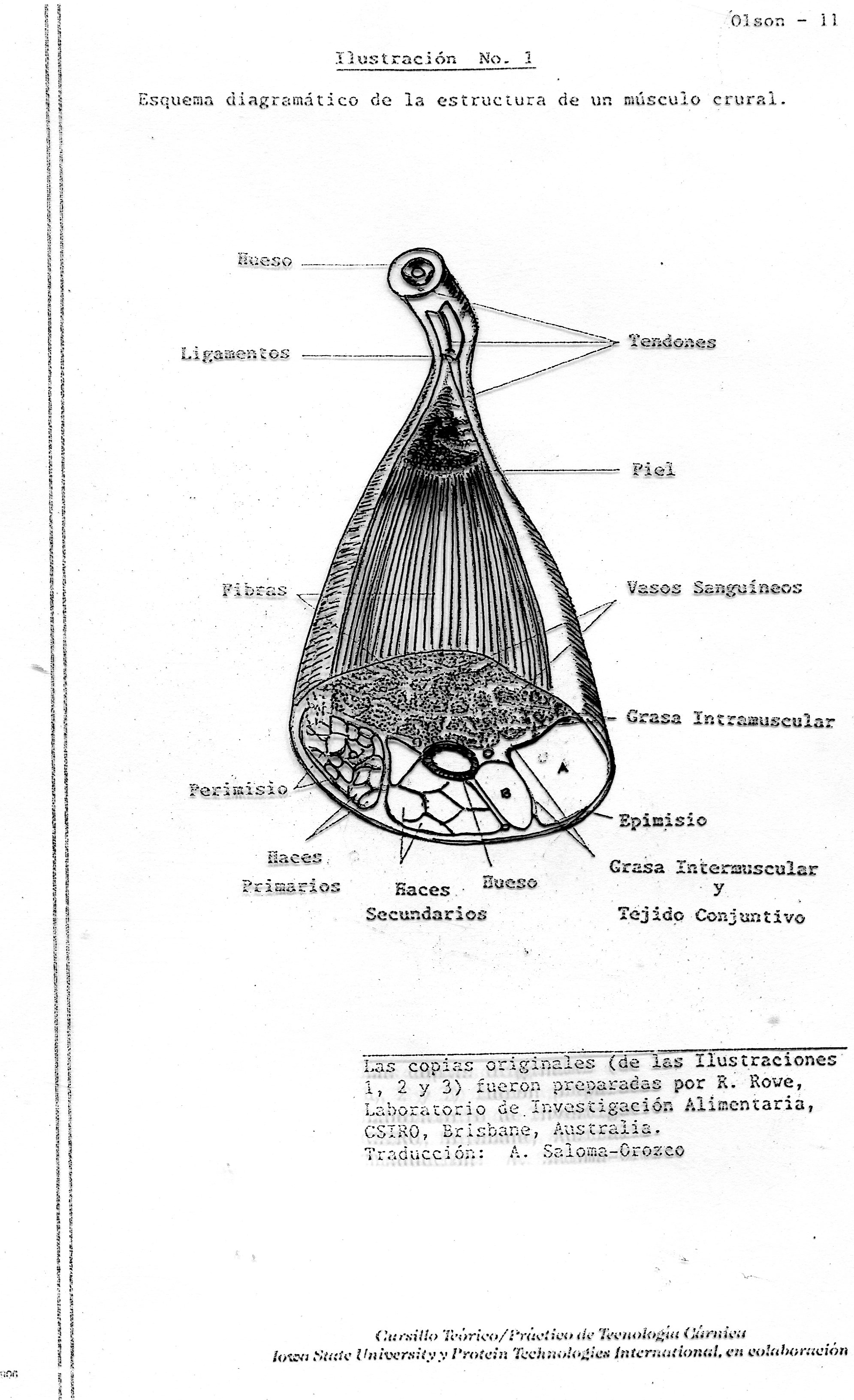 II TRANSFORMACION DEL MUSCULO A CARNE.pptx copy1 on emaze