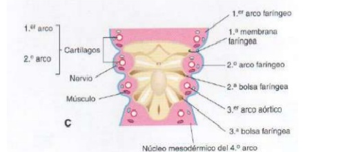 SISTEMA RESPIRATORIO on emaze