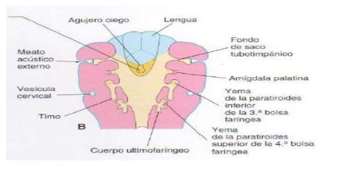 SISTEMA RESPIRATORIO on emaze