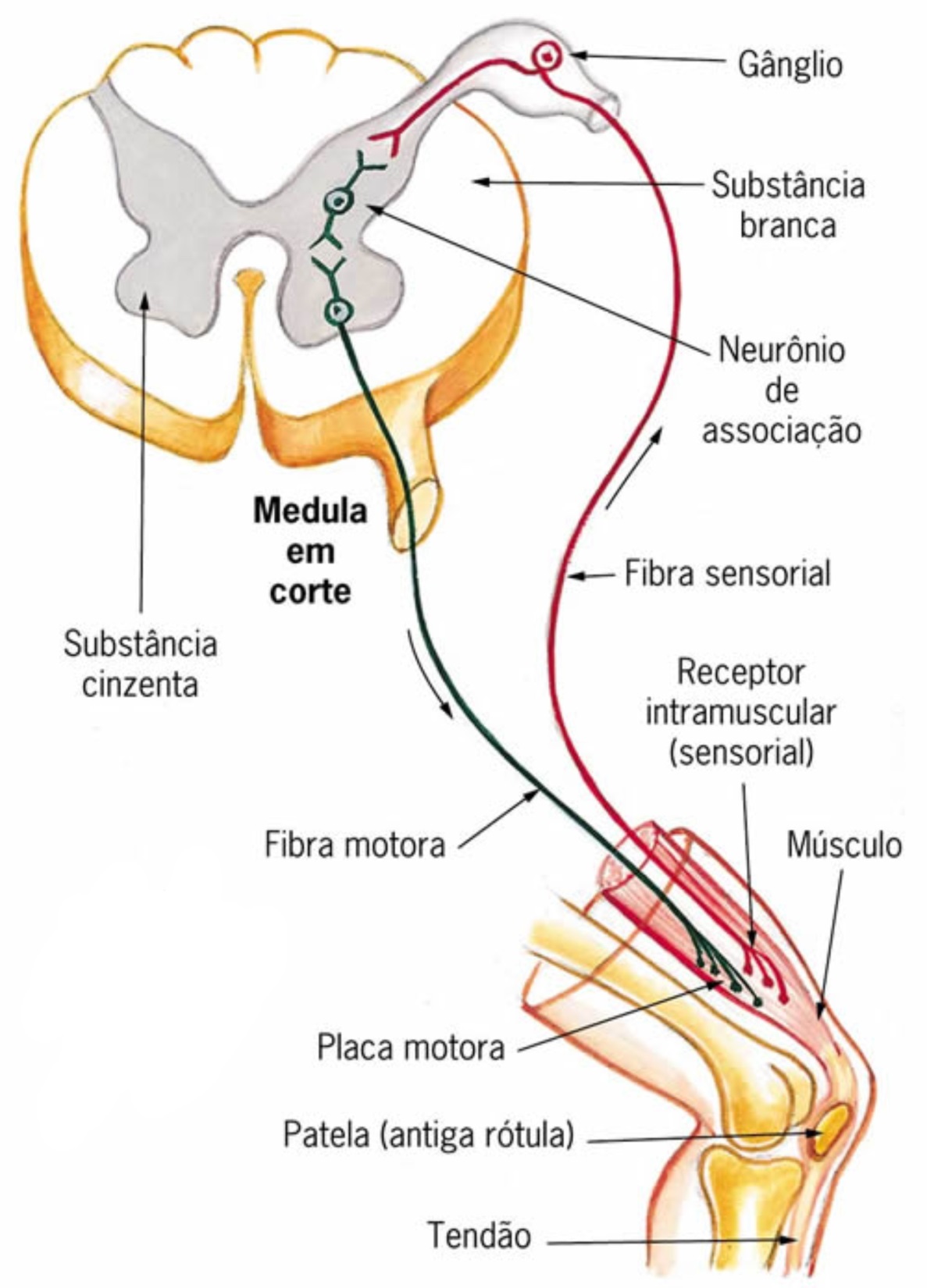 1 - Mecanismos de Contração Muscular.pptx on emaze