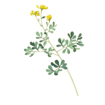 Ruda at emaze Presentation