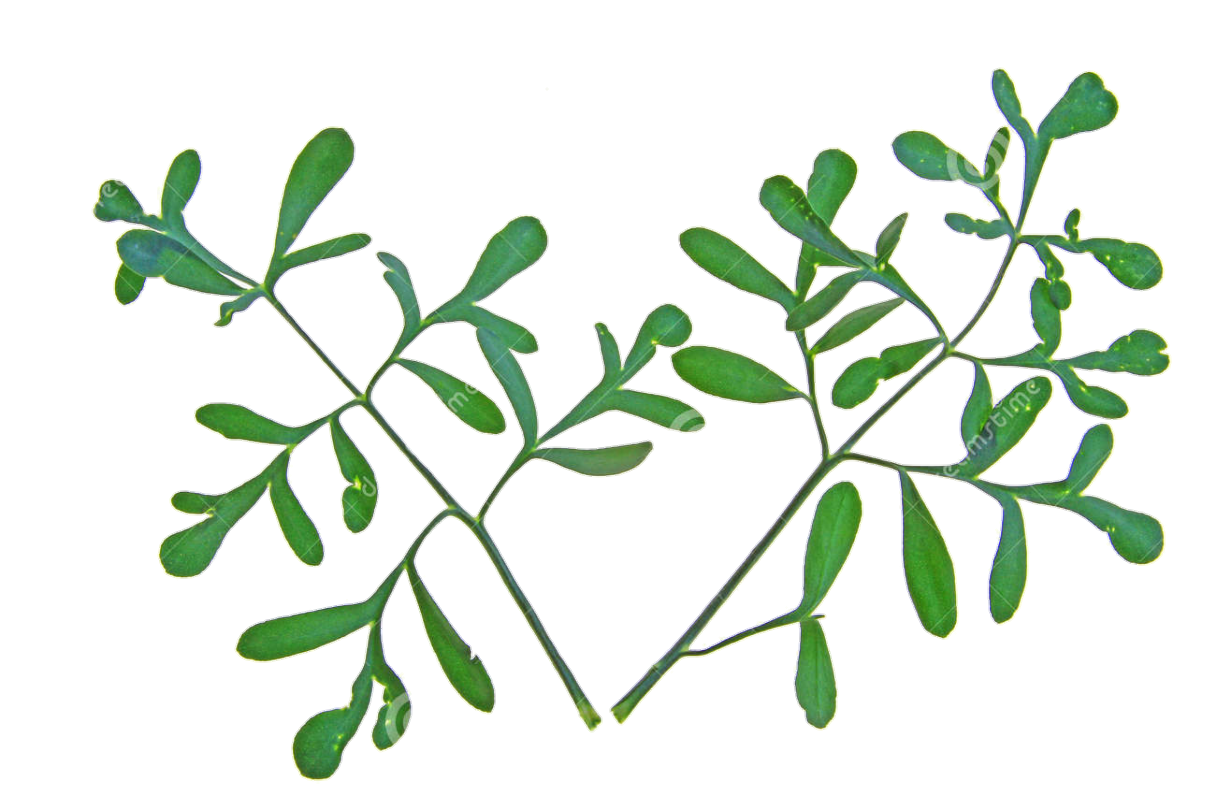 Ruda at emaze Presentation