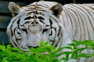 "Ang Puting Tigre" at emaze Presentation