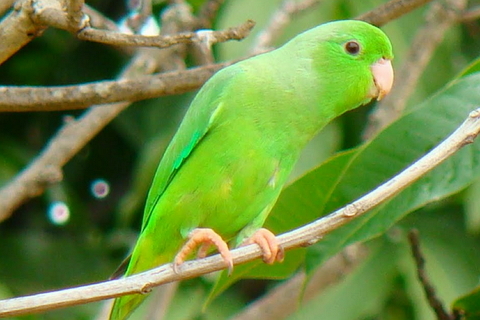 los pericos on emaze